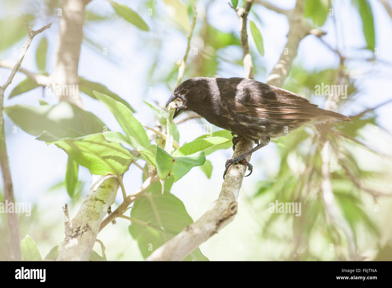 Galapagos cactus finch (Geospiza scandens intermedia) eating a seed ...