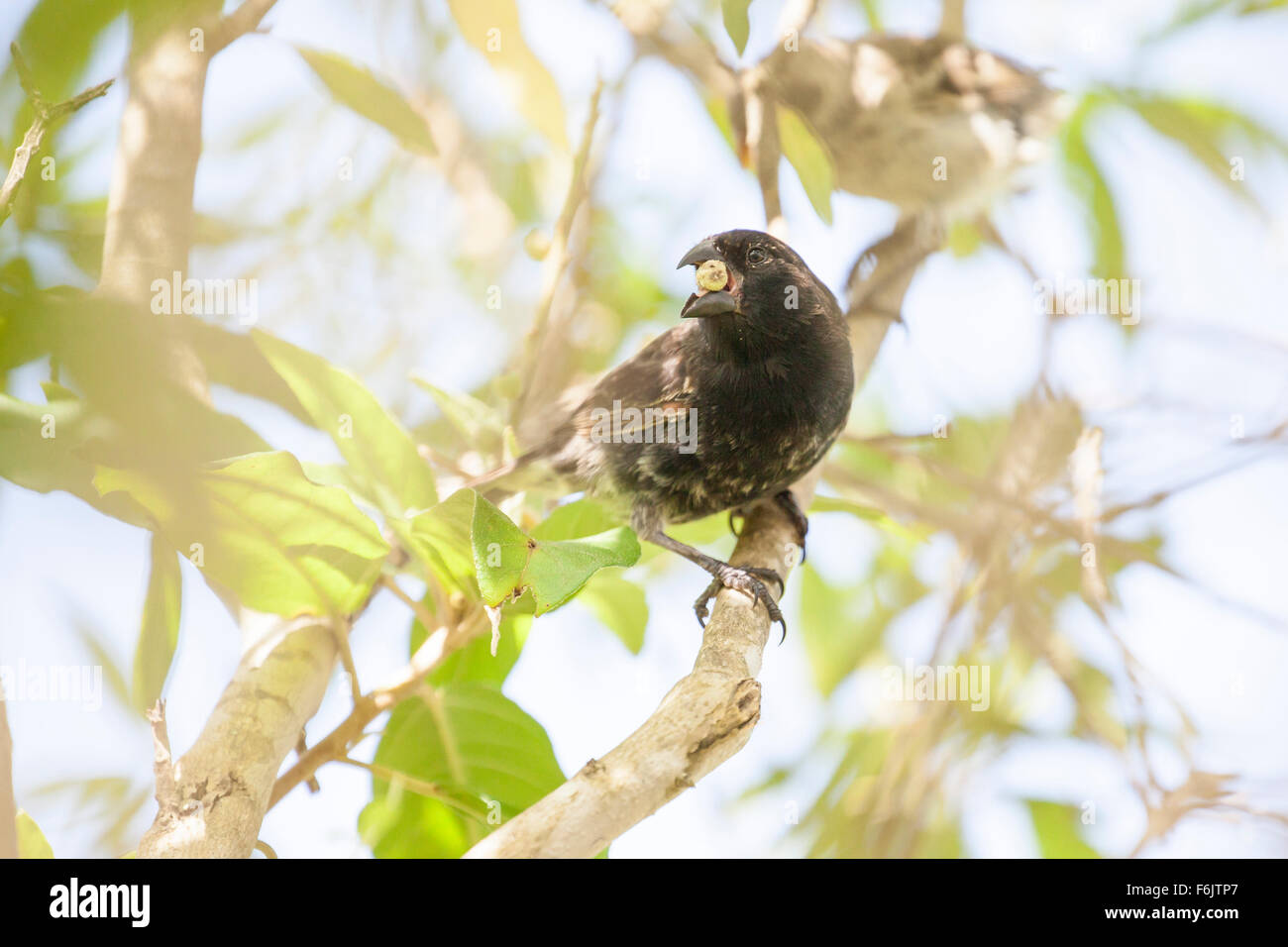 Finch bird seed hi-res stock photography and images - Alamy