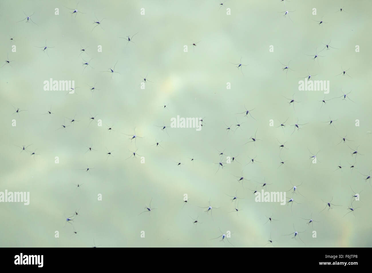 Sea skaters (Halobates sp.) live on the ocean's surface are one of the ...