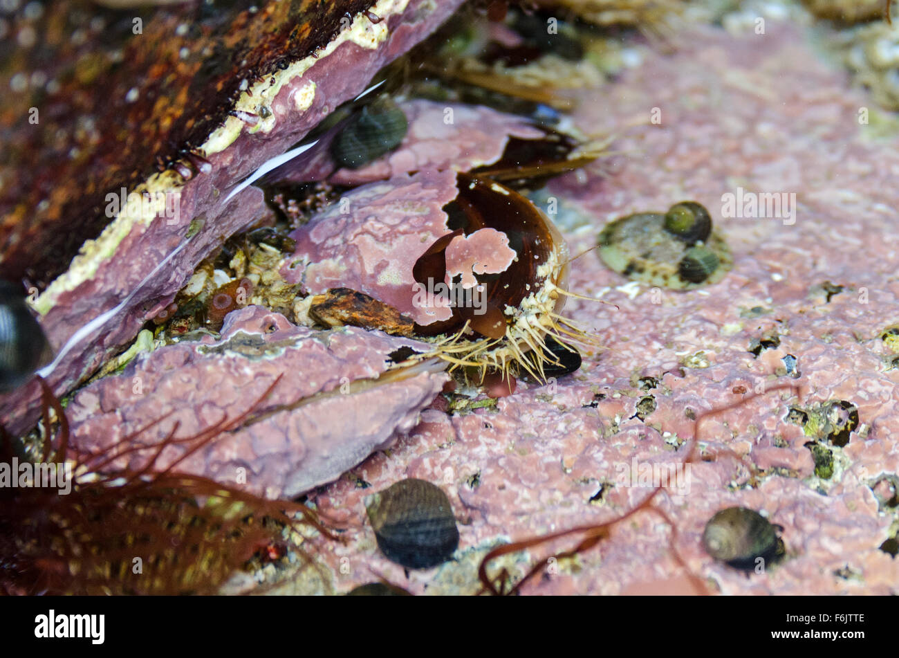 Limpet mussel periwinkle seashore hi-res stock photography and images ...