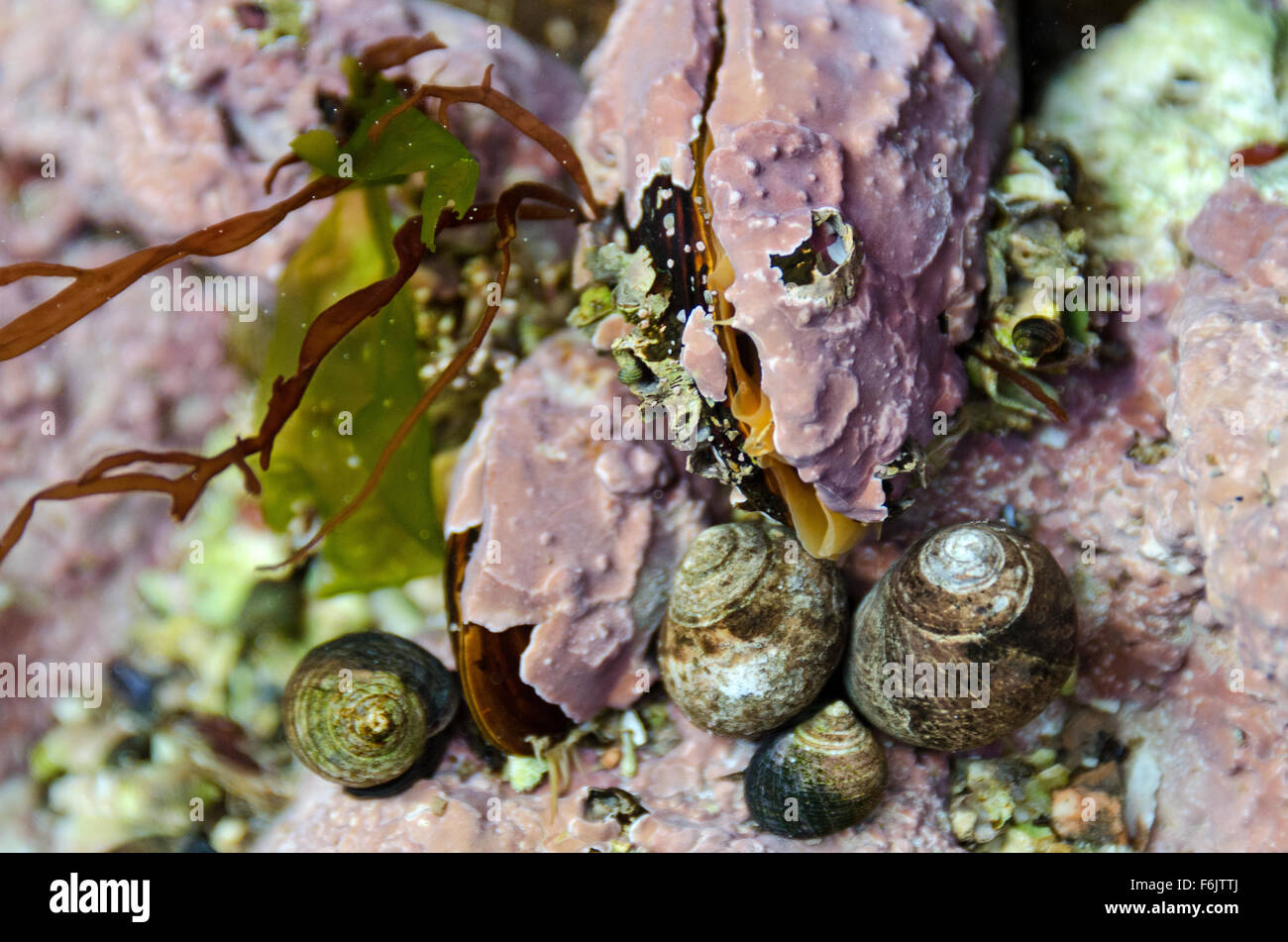 Modiolus High Resolution Stock Photography and Images - Alamy