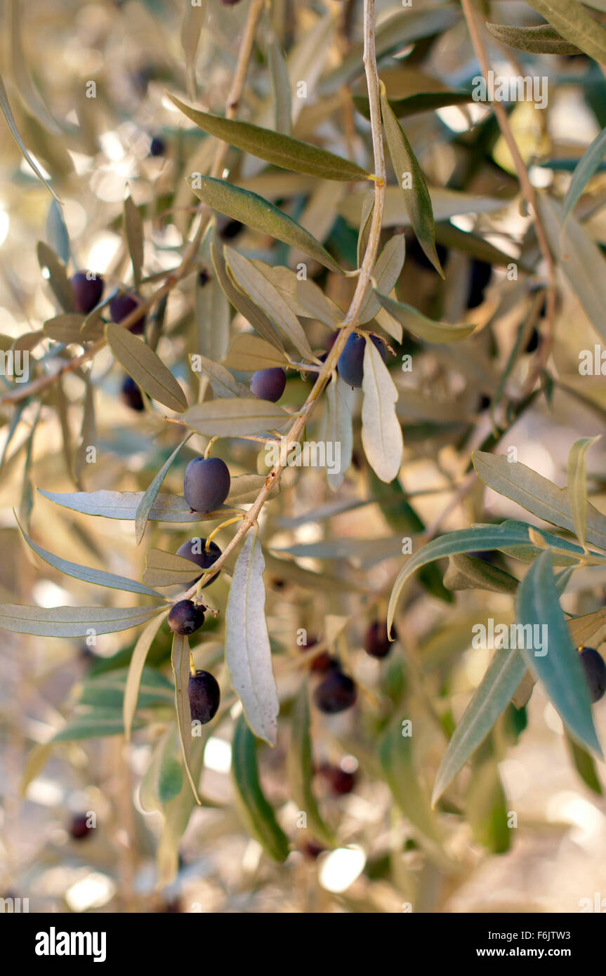 Olive tree branch hi-res stock photography and images - Alamy