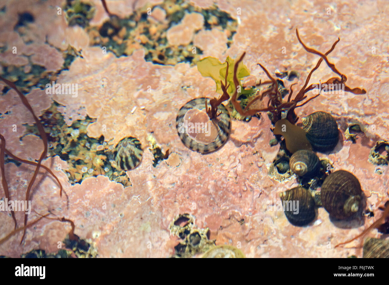 A Tortoise Limpet (Testudinalia testudinalis) encrusted with coralline ...