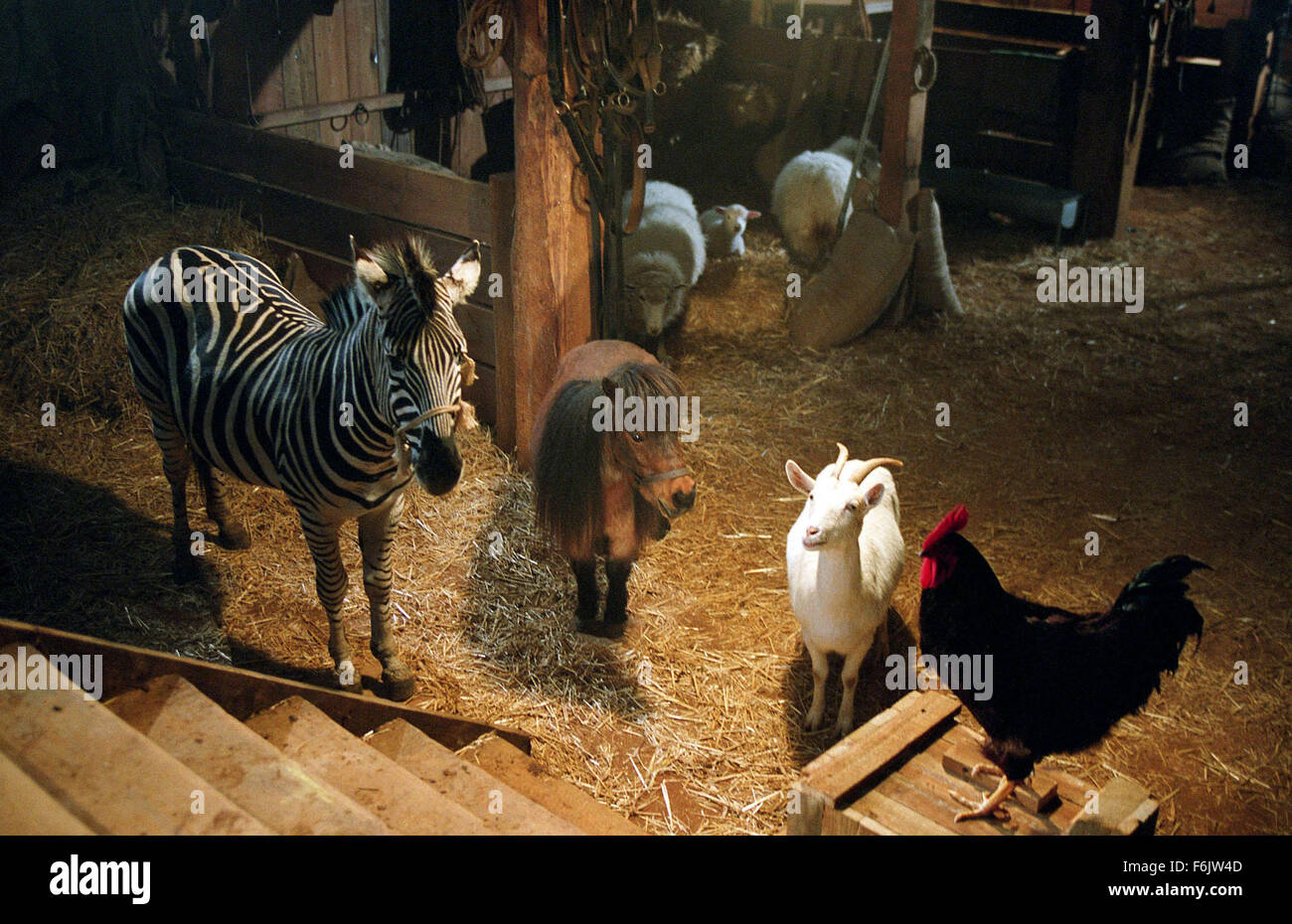 RELEASE DATE: January 14, 2005. MOVIE TITLE: Racing Stripes. STUDIO ...