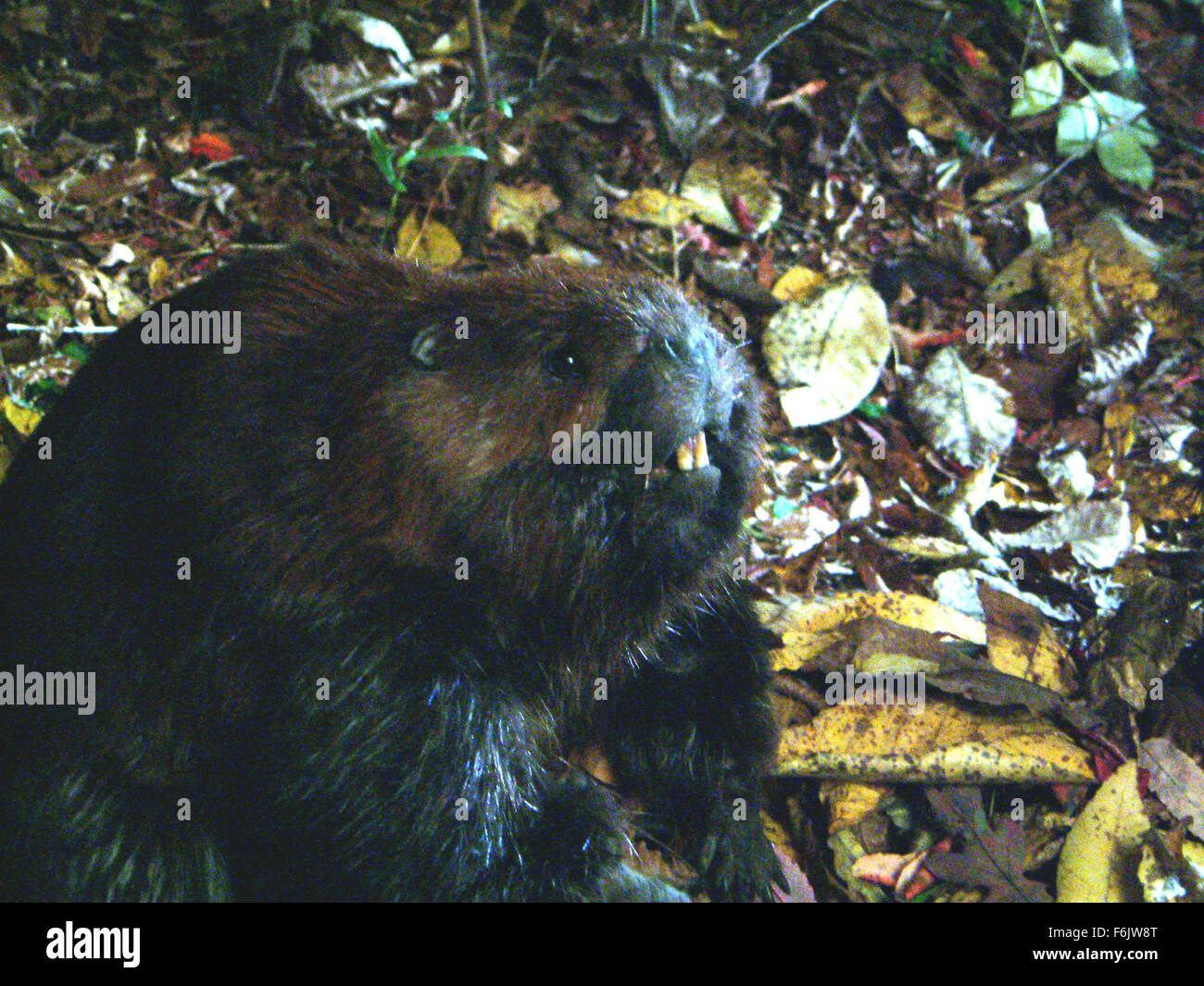 RELEASE DATE: 2004. MOVIE TITLE: Phil the Alien. STUDIO: Black Walk ...