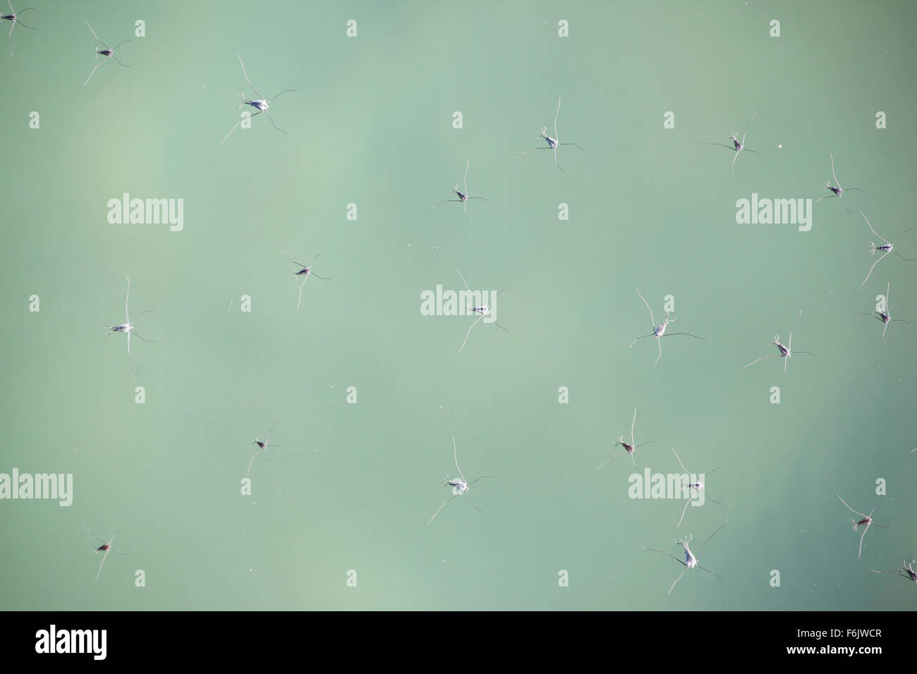 Sea skaters (Halobates sp.) live on the ocean's surface are one of the ...