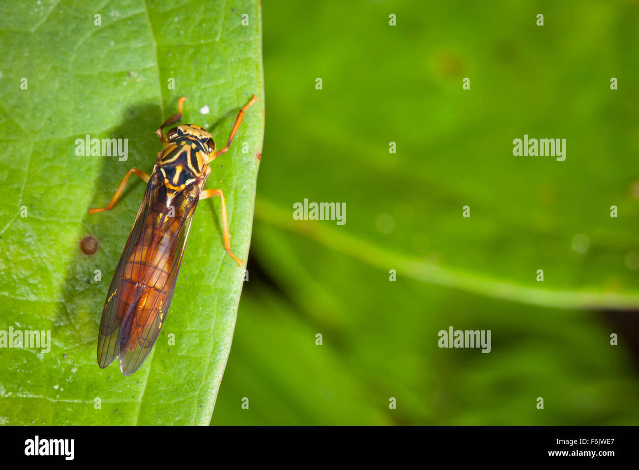 Leafhopper that strongly resembles a wasp. This is a fantastic example ...