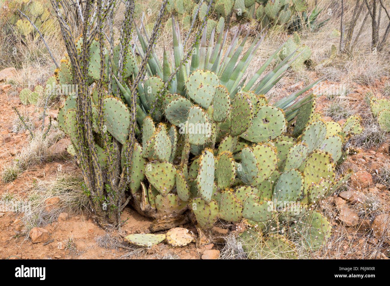Prickly pear cactus, agave, and ocotillo grouped together in the desert ...