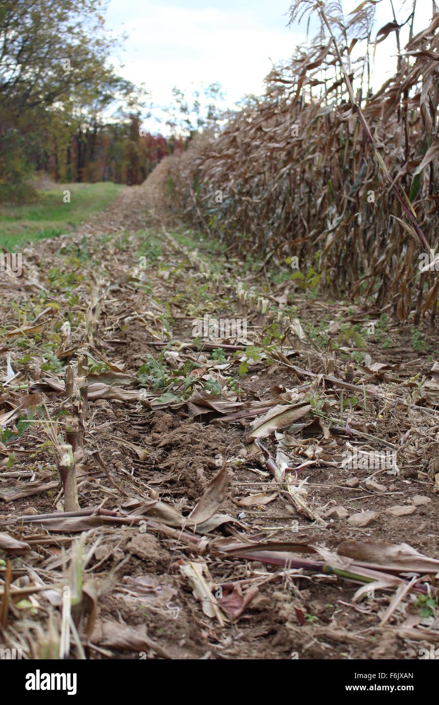 Stalks of corn hi-res stock photography and images - Alamy