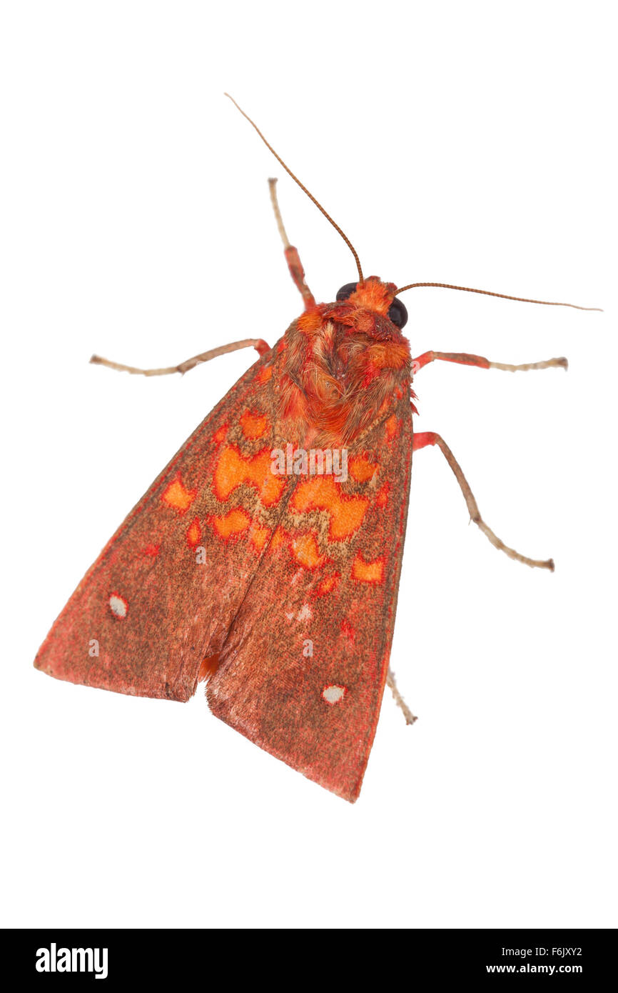 Moth lepidoptera ecuador hi-res stock photography and images - Alamy