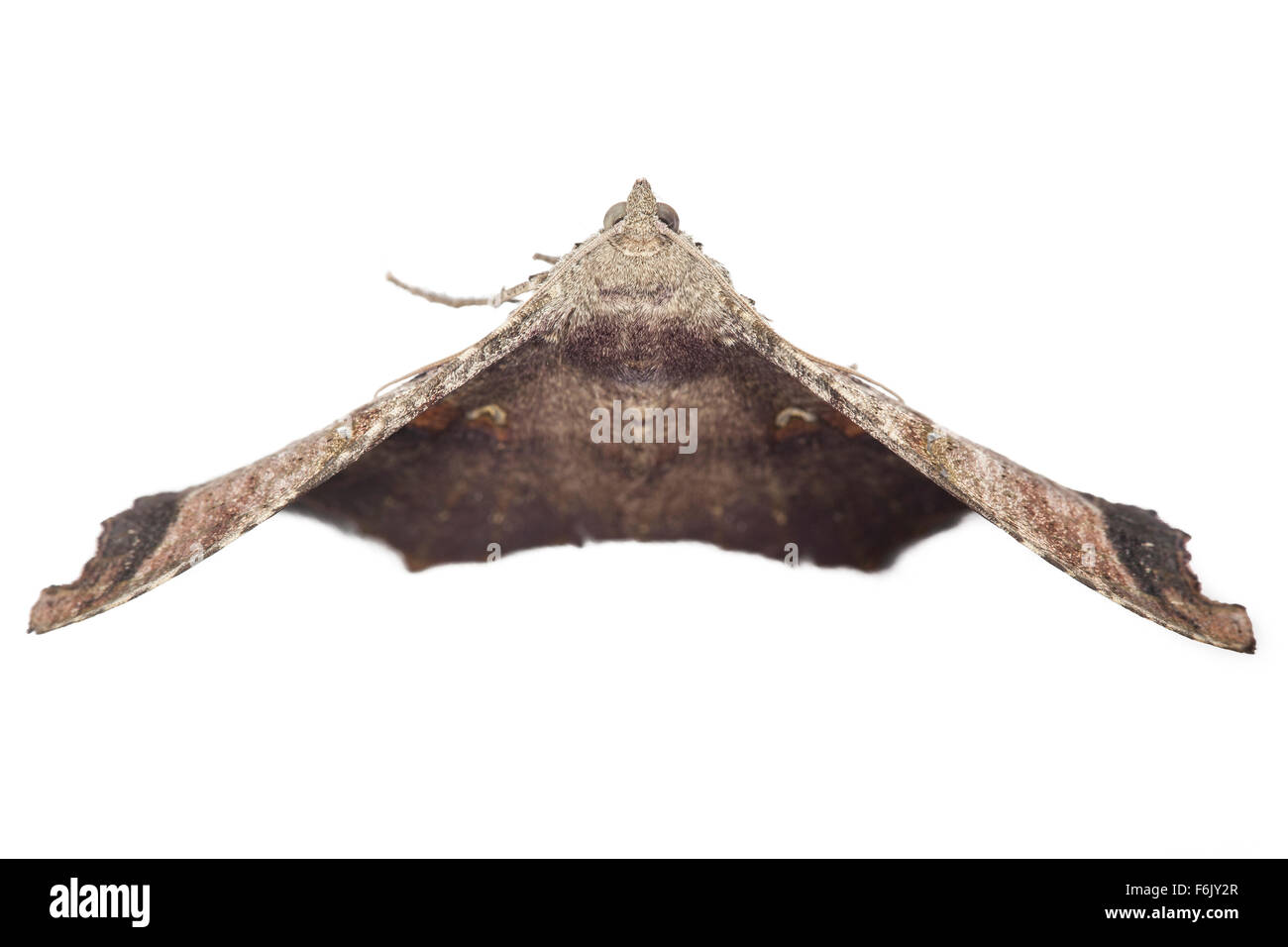 Moth lepidoptera ecuador hi-res stock photography and images - Alamy