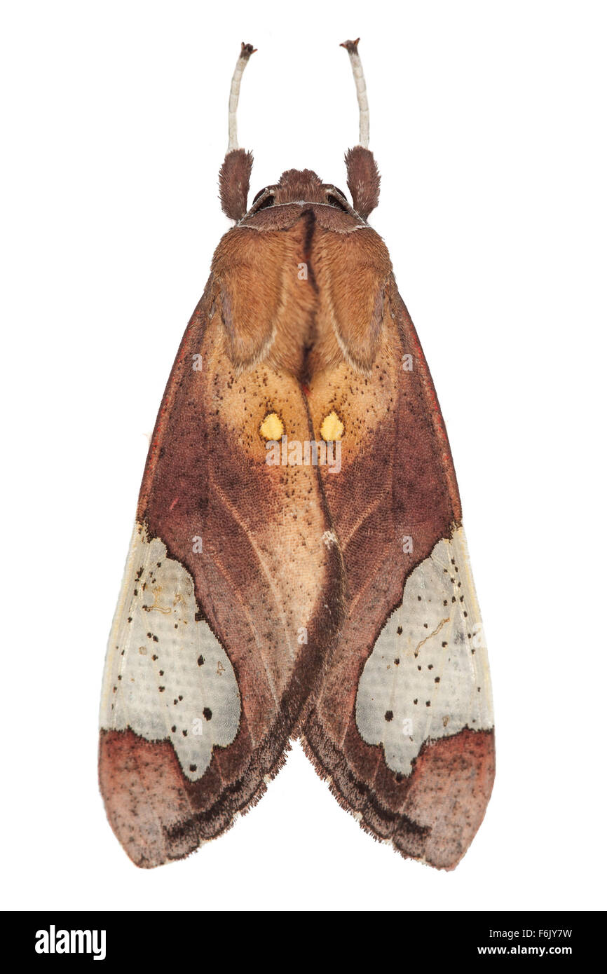 A brown moth at rest photographed in the mountain rainforests of ...