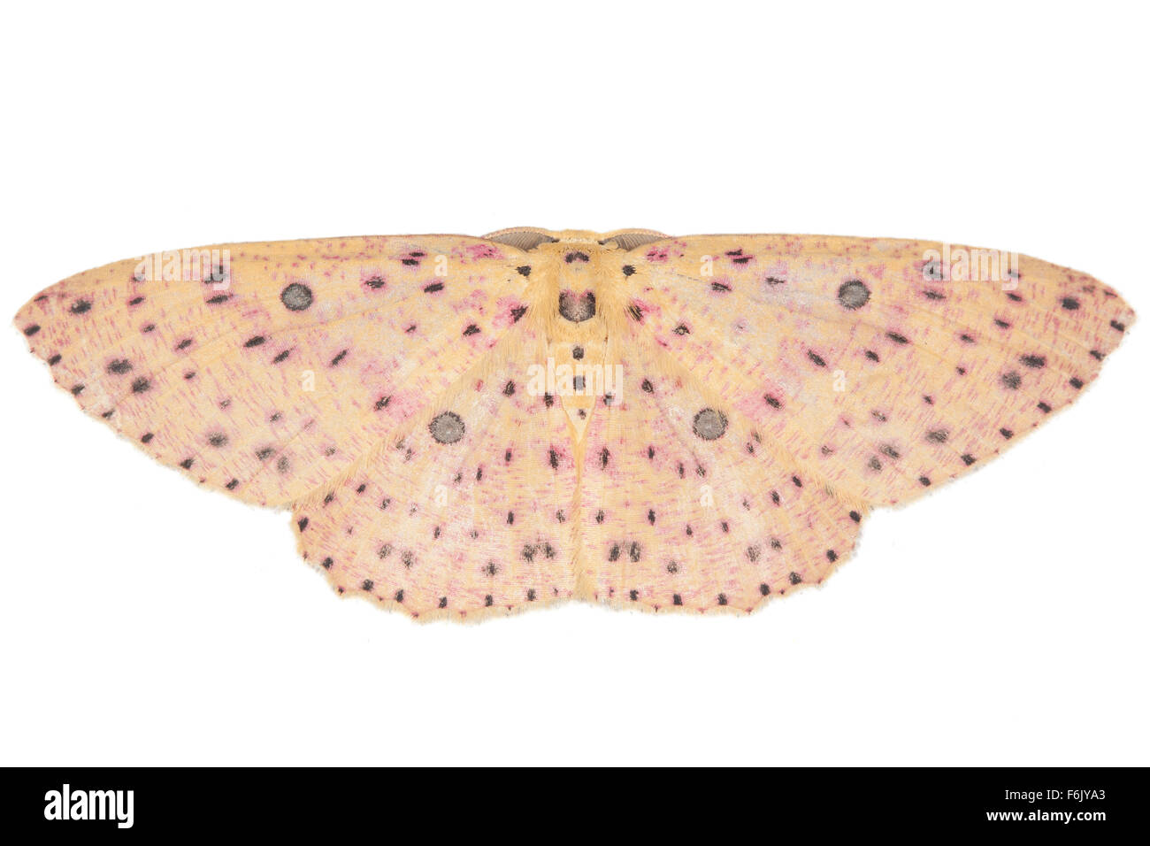 A yellow and pink moth photographed in the mountain rainforests of ...