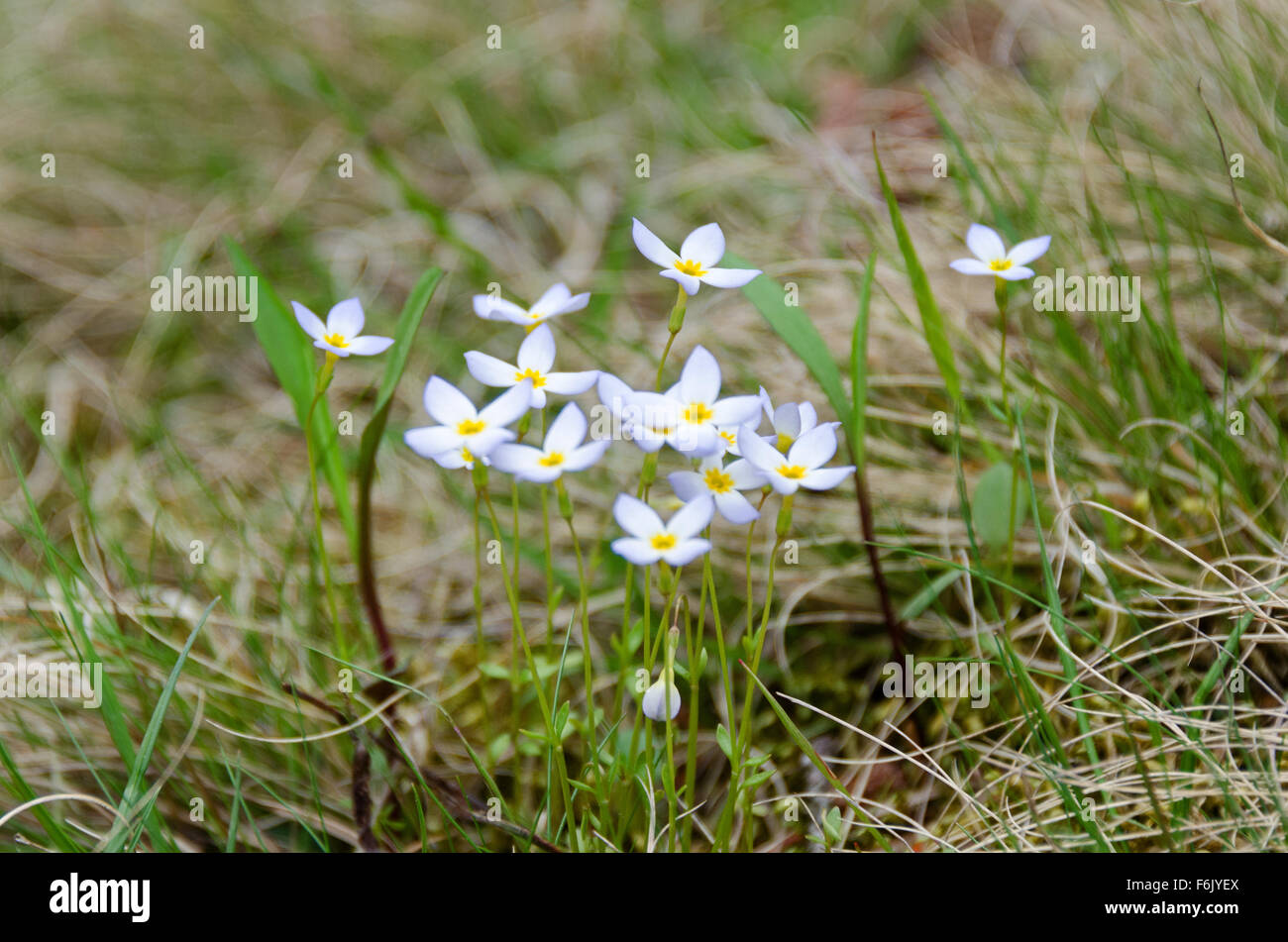 Houstonia caerulea hi-res stock photography and images - Alamy