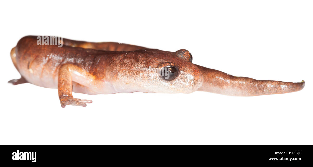 An Oregon ensatina salamander (Ensatina eschscholtzii oregonensis ...