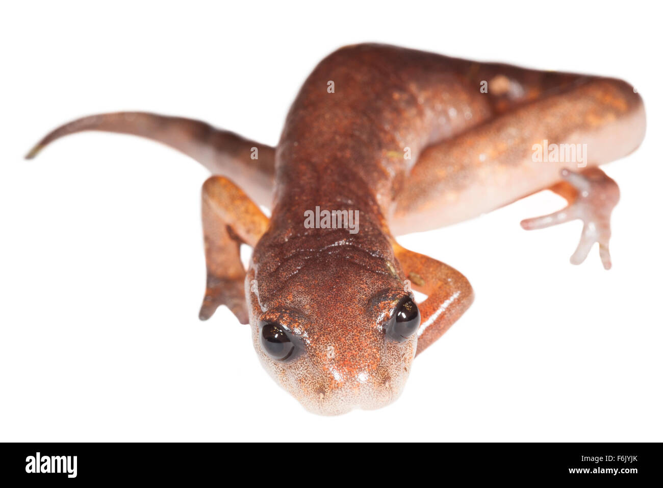 An Oregon ensatina salamander (Ensatina eschscholtzii oregonensis ...