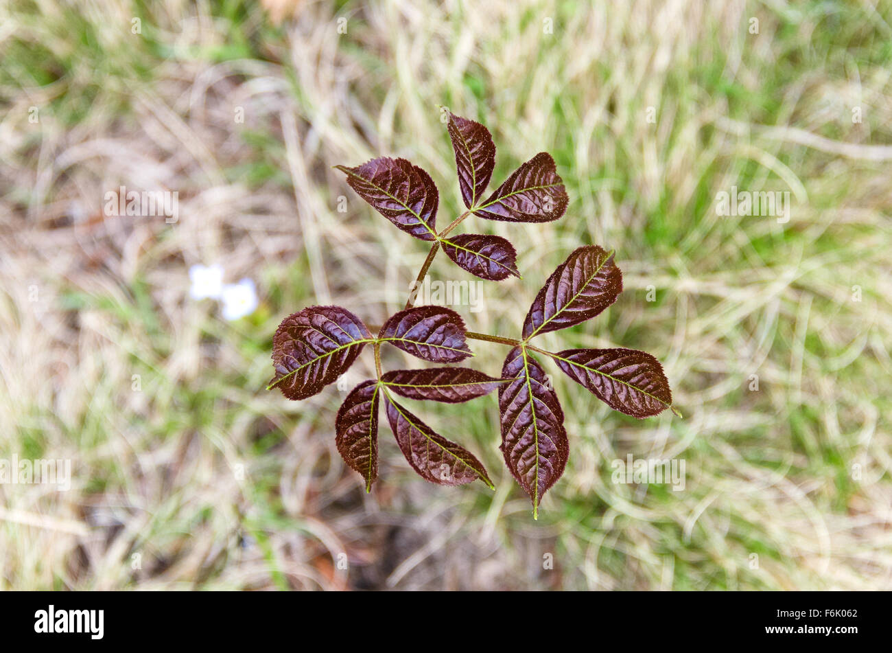 Sarsaparilla root hi-res stock photography and images - Alamy