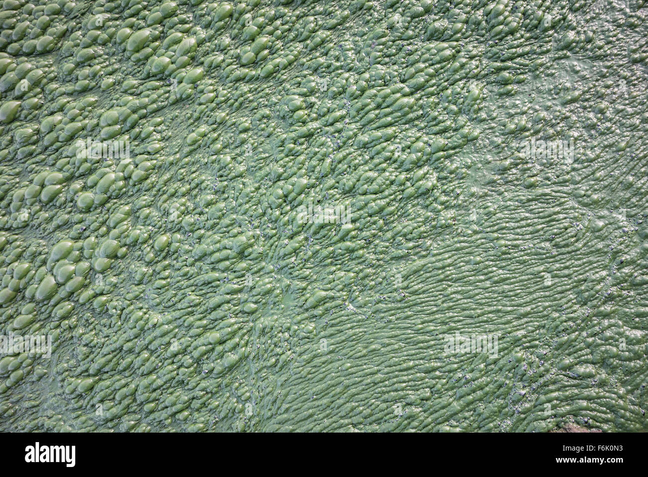 Algae and bubbles hi-res stock photography and images - Alamy