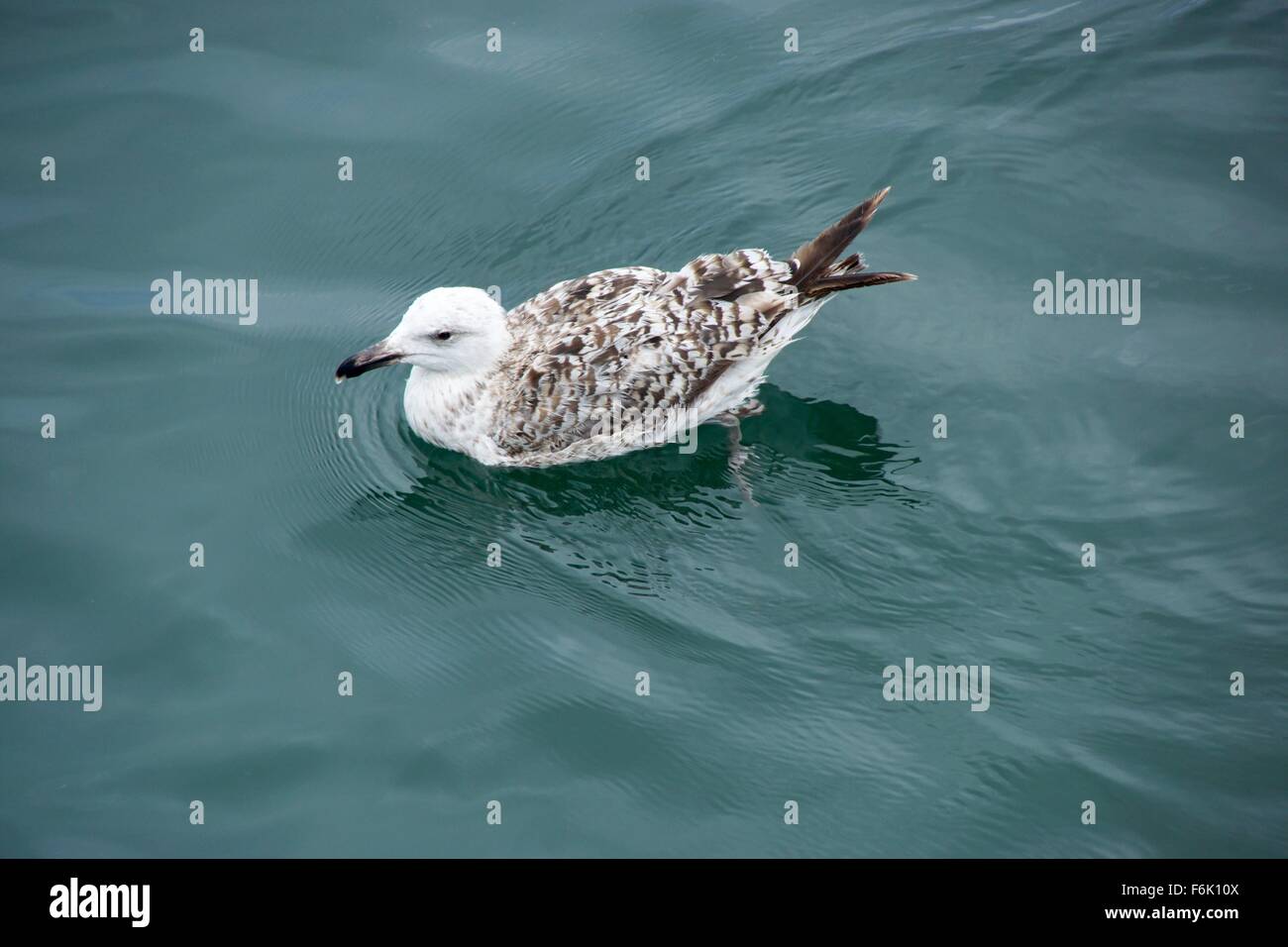Herring Gulls at Chatham Harbour, Cape Cod, Massachusetts USA Stock ...