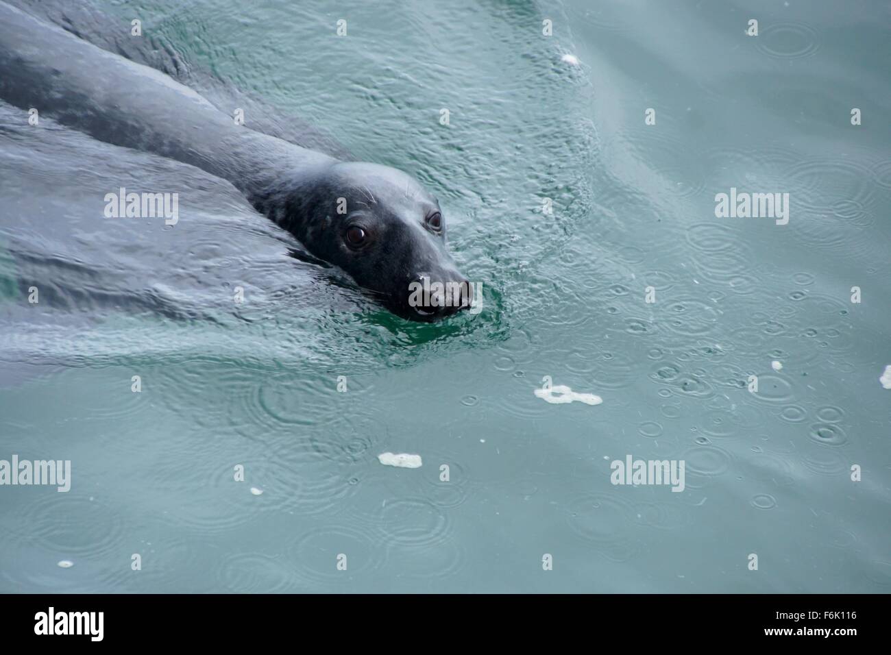 Cod fish swimming atlantic hi-res stock photography and images - Alamy