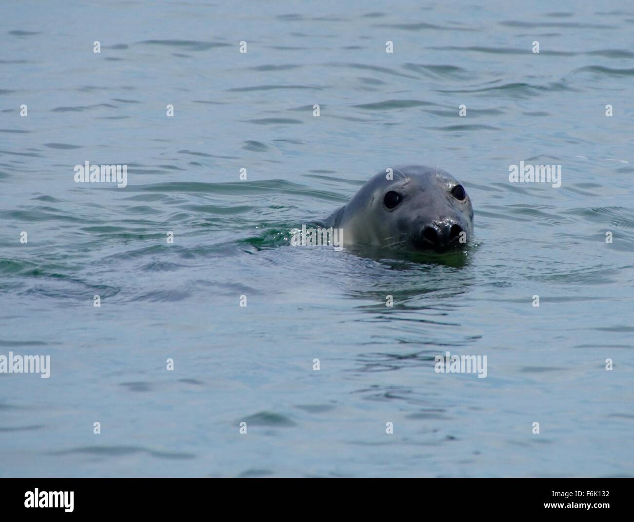 Atlantic Grey Seal - Chatham Harbour, Cape Cod Stock Photo - Alamy