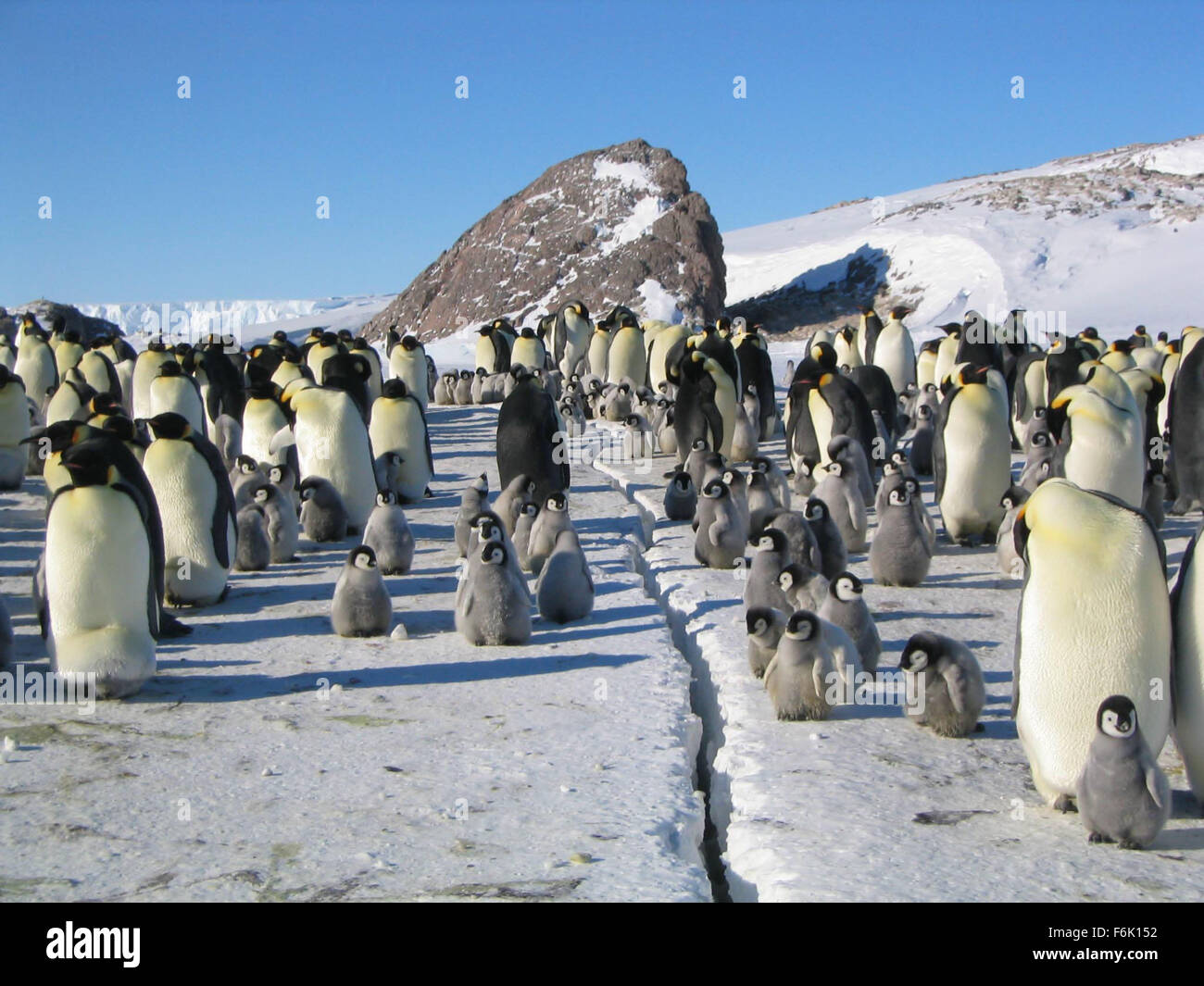 RELEASE DATE: July 22, 2005. MOVIE TITLE: March of the Penguins. STUDIO ...