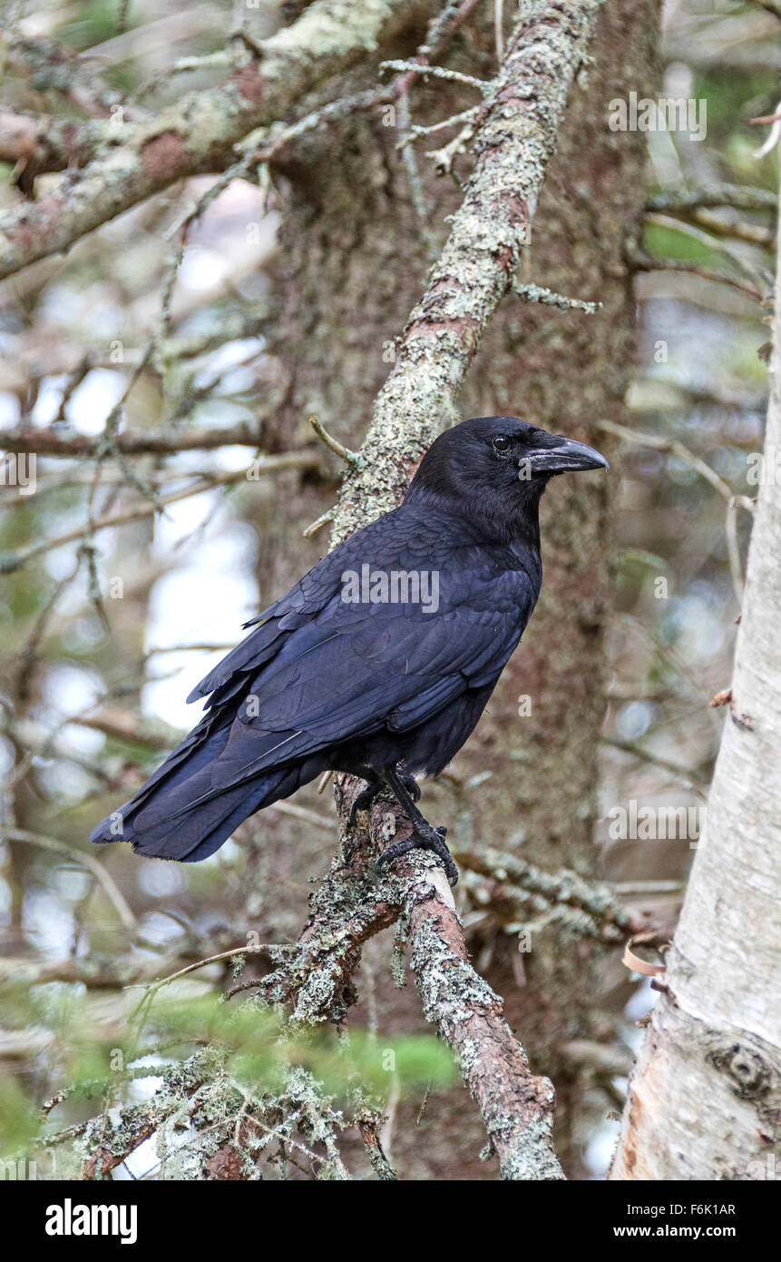 An American Crow (Corvus brachyrhynchos) perches on the lichen-covered ...
