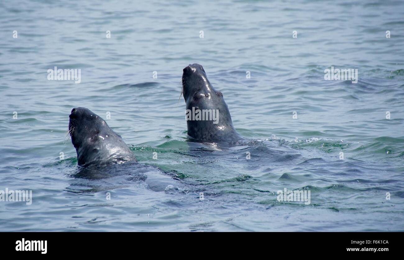 Chatham seals hi-res stock photography and images - Alamy