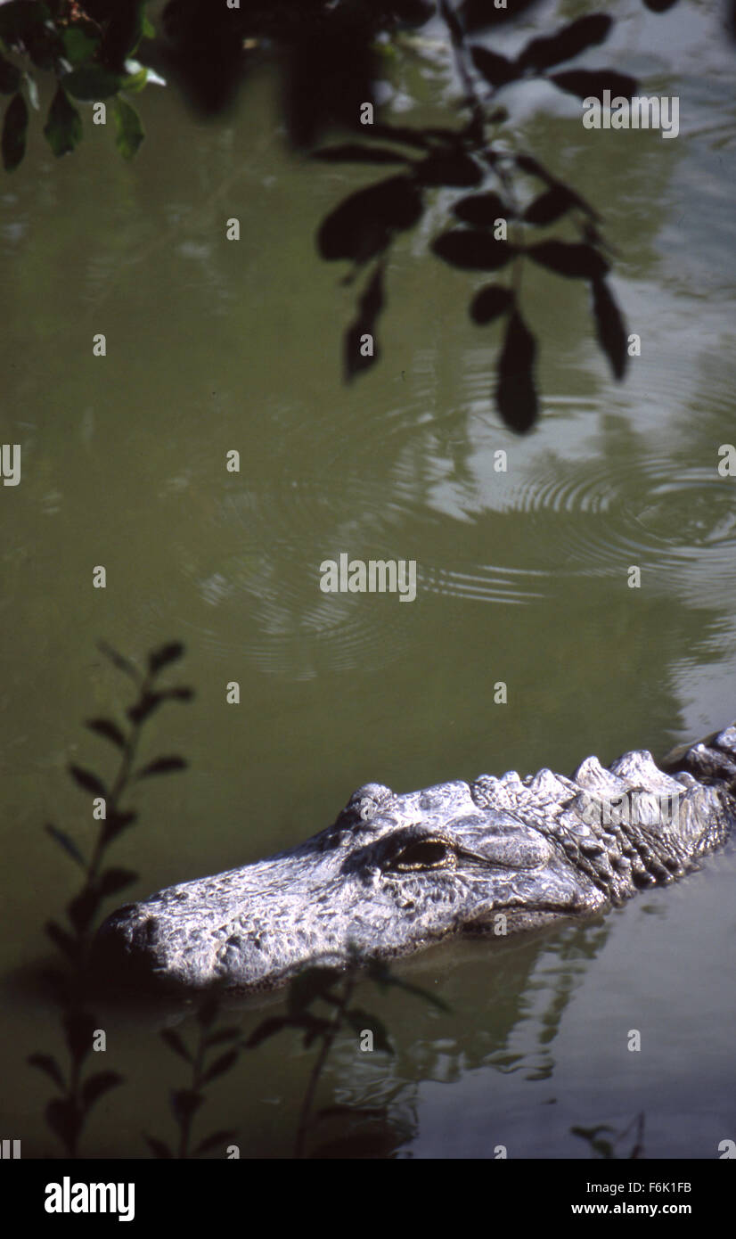 Alligator Skin Man High Resolution Stock Photography and Images - Alamy