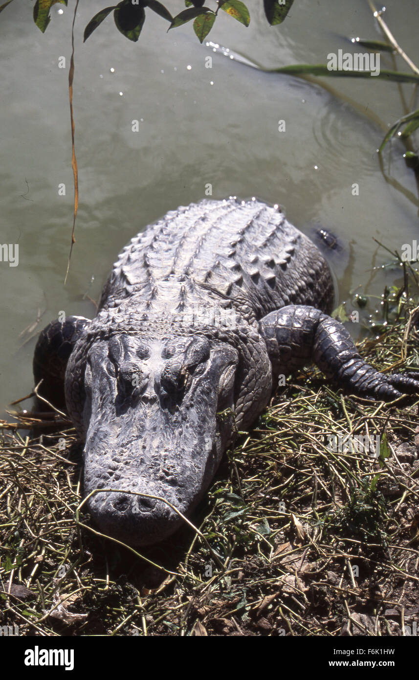 Alligator Skin Man High Resolution Stock Photography and Images - Alamy