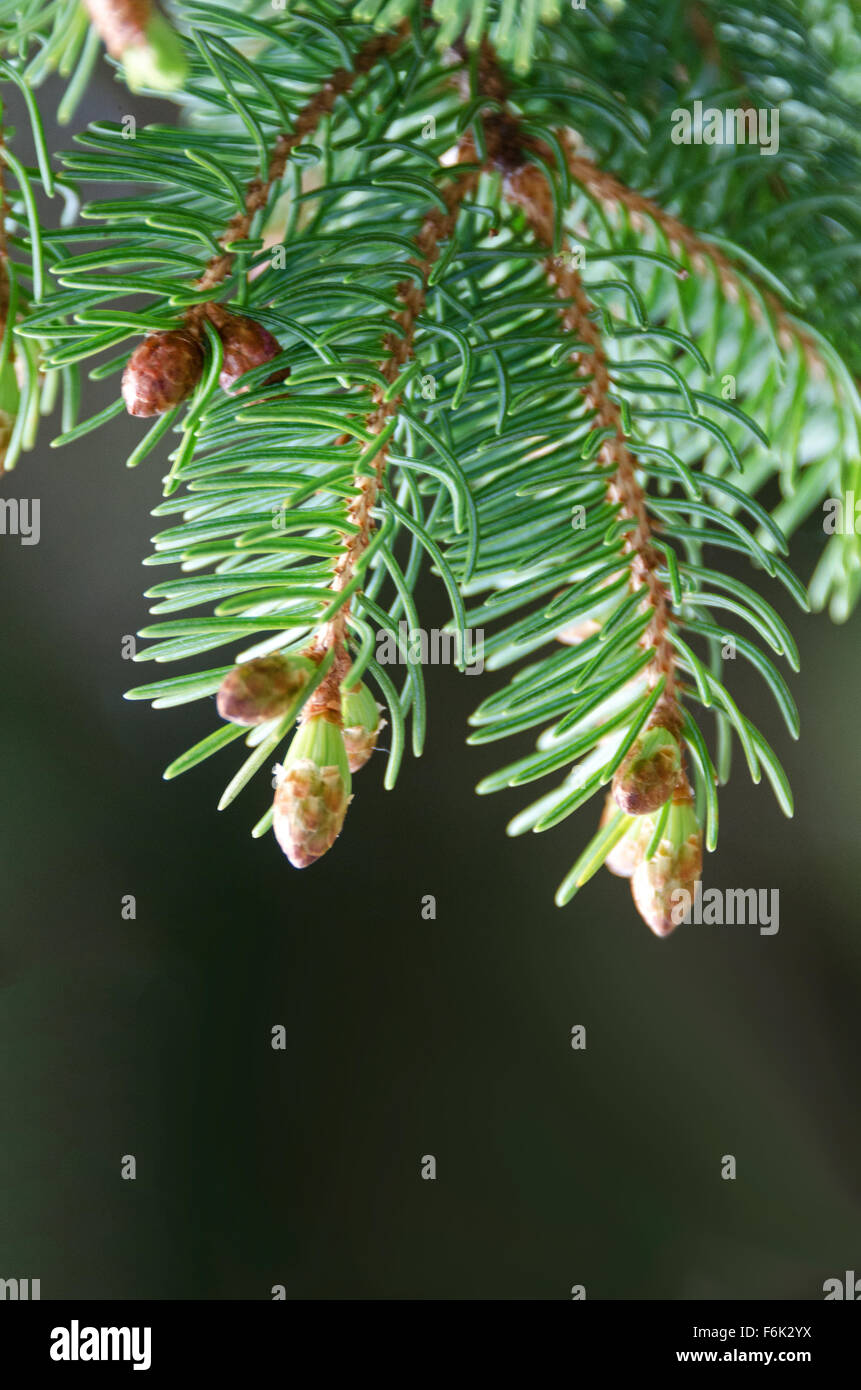 Spruce Leaves Weeping Blue Spruce (Picea Pungens 'Pendula') In