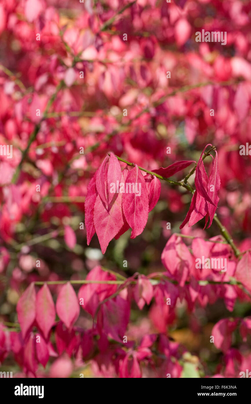 Winged spindle trees euonymus alatus hi-res stock photography and ...