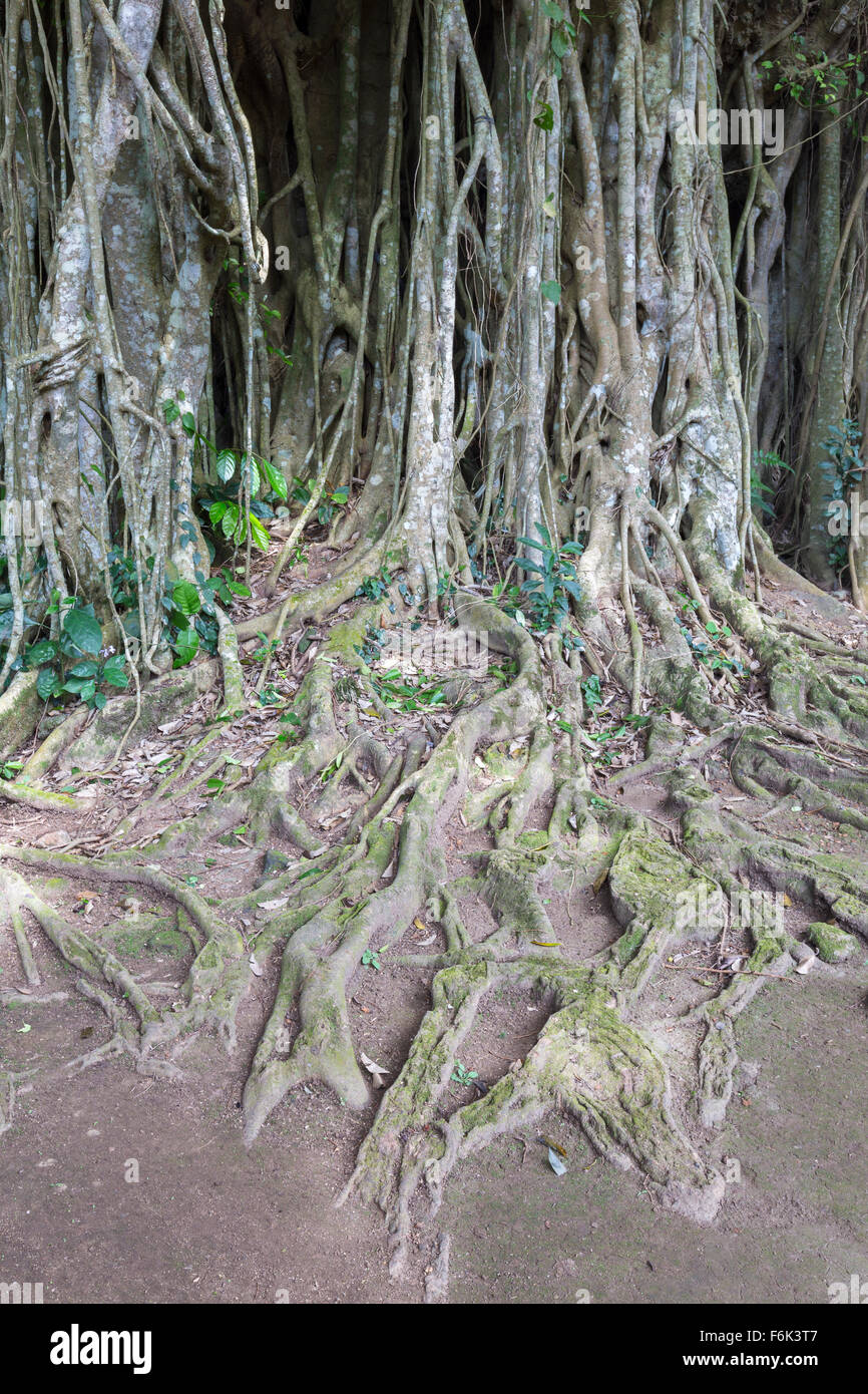 Banyan tree roots, Bali, Indonesia Stock Photo - Alamy