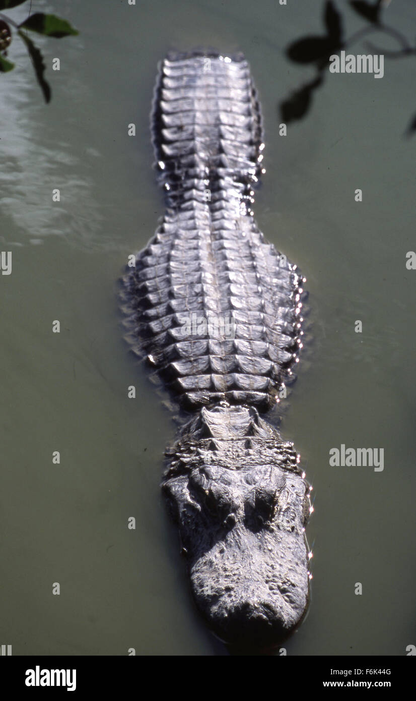 Alligator Skin Man High Resolution Stock Photography and Images - Alamy