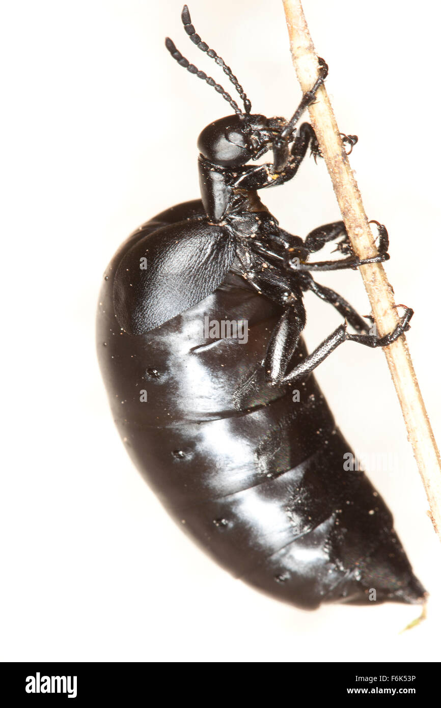 Meloidae family hi-res stock photography and images - Alamy