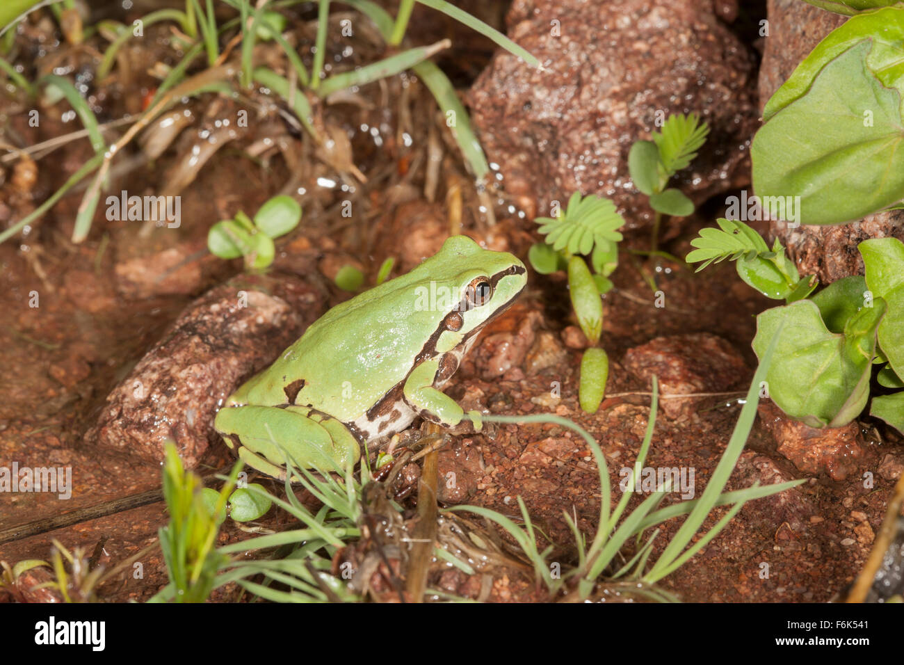 Wright's mountain tree frog (Hyla wrightorum) in Arizona. Formerly ...
