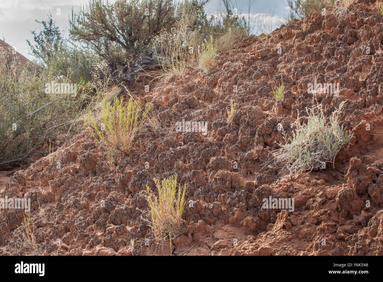 Cryptobiotic hi-res stock photography and images - Alamy