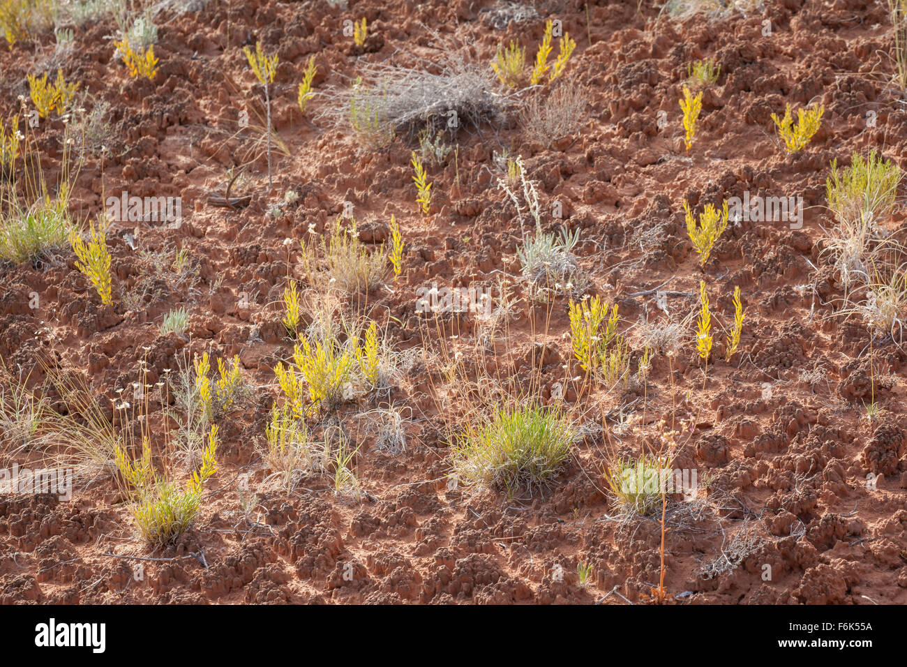 A healthy example of cryptobiotic soil crust in a desert in Utah Stock ...