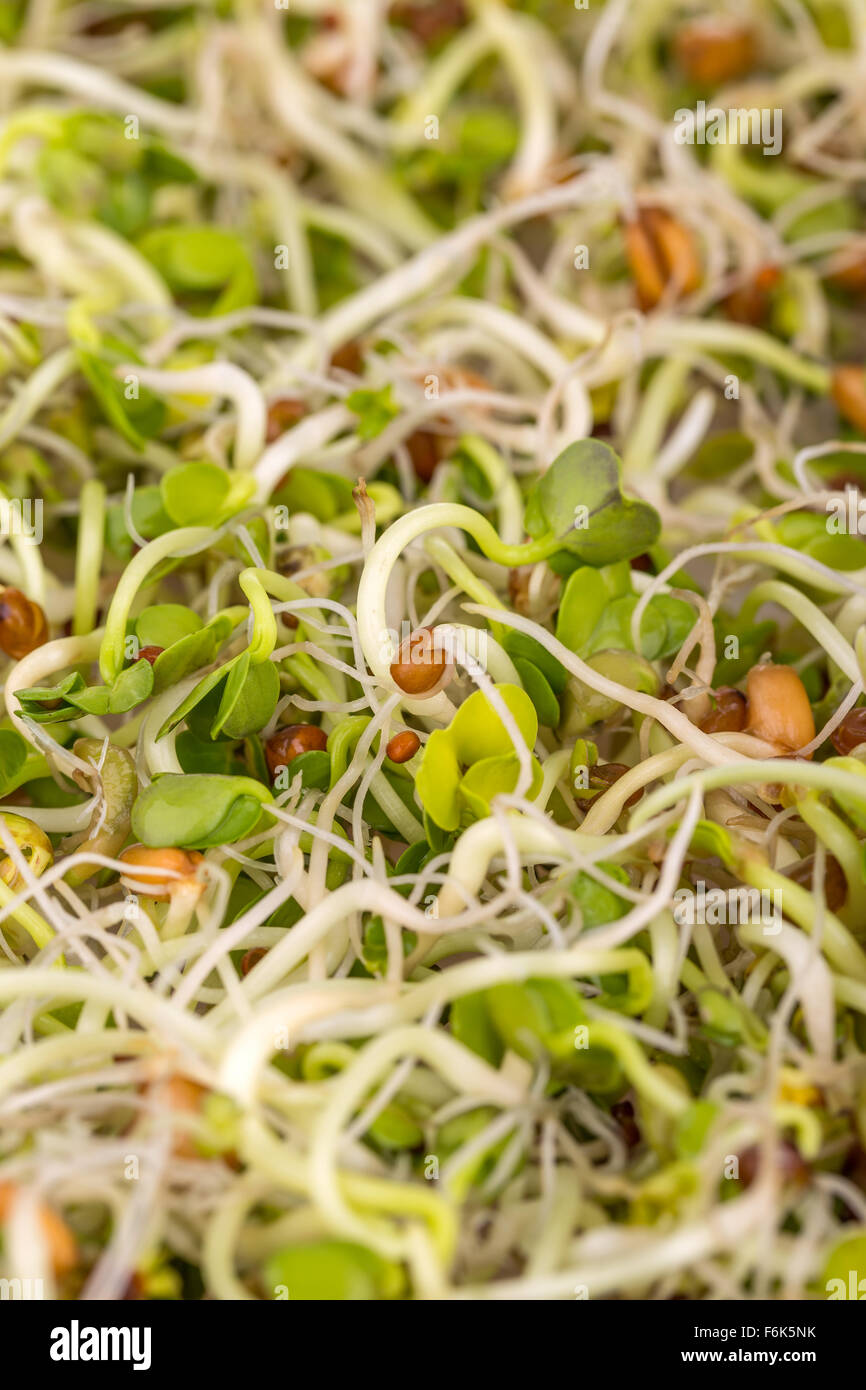 Fresh sprouts background, close up Stock Photo - Alamy