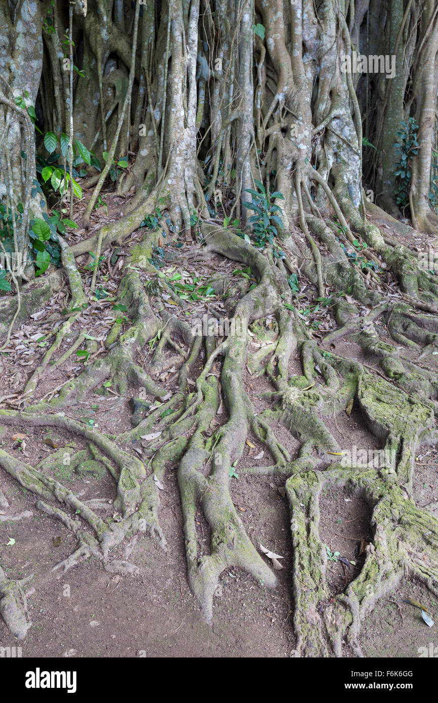 Banyan tree roots hi-res stock photography and images - Alamy