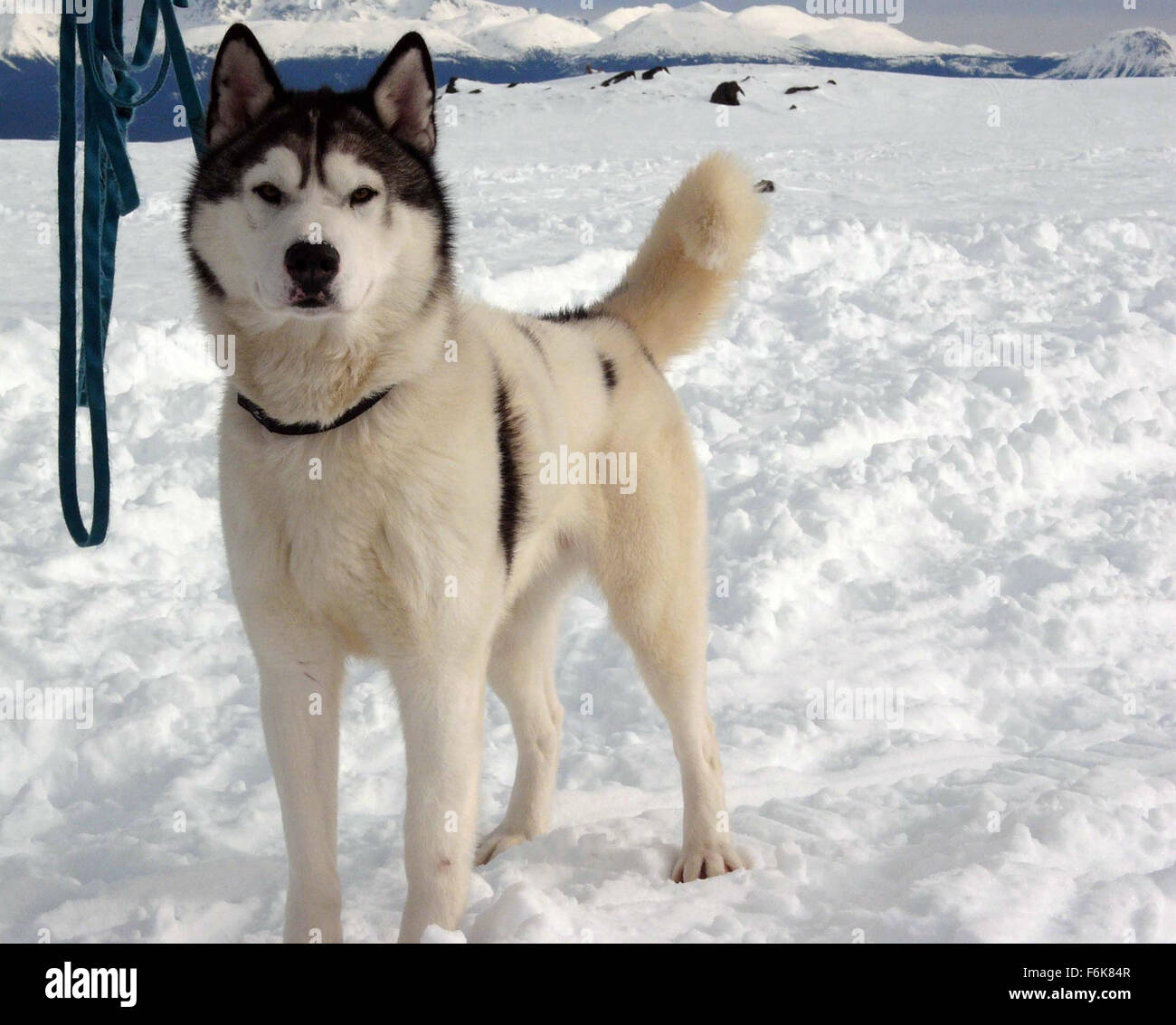 Eight Below Max