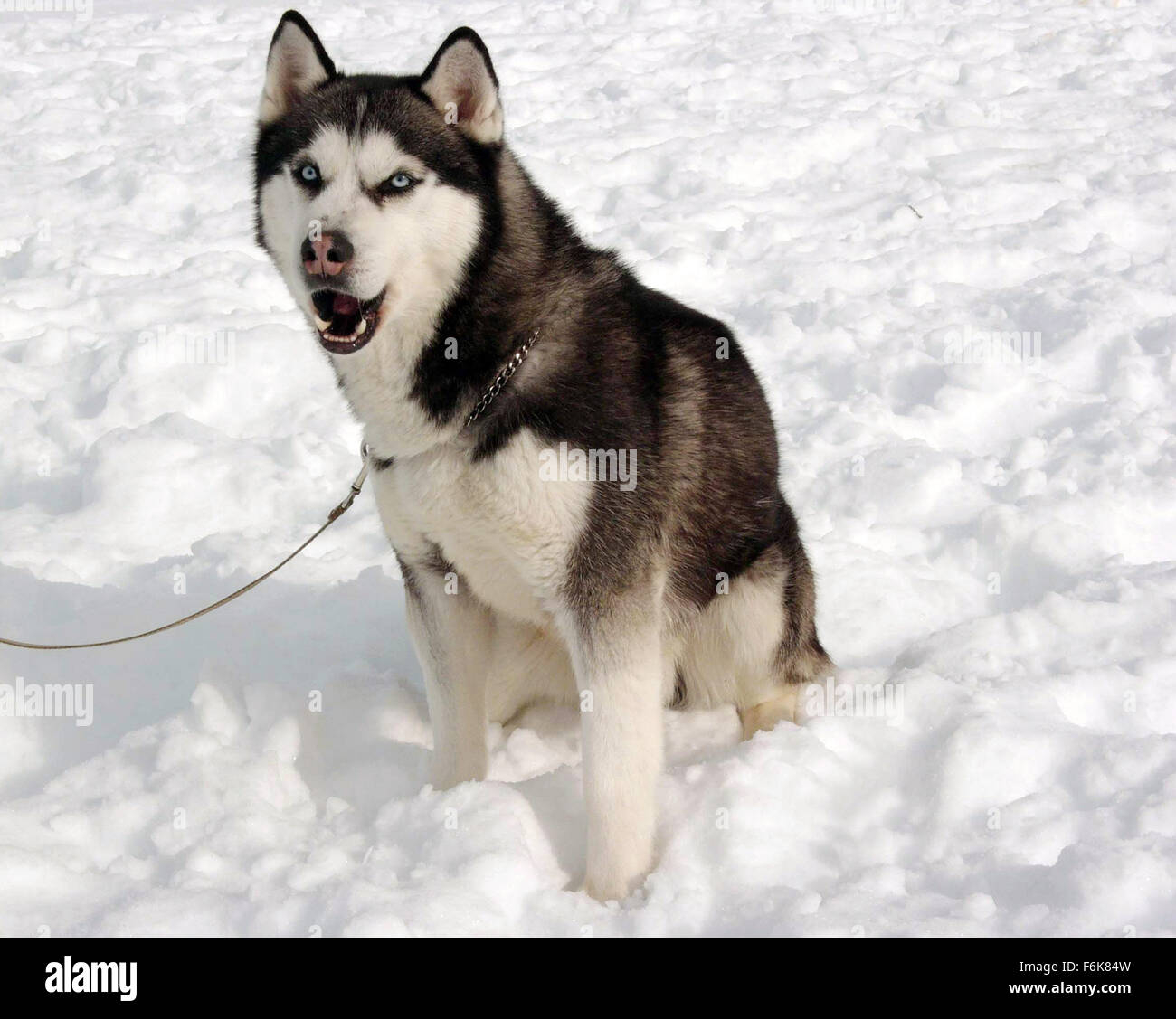 RELEASE DATE: February 17, 2006. MOVIE TITLE: Eight Below. STUDIO: Walt ...