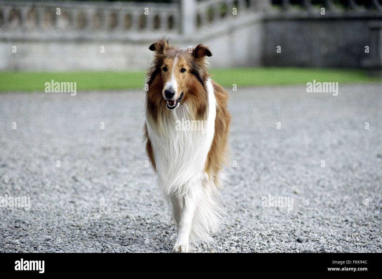 RELEASE DATE: September 1, 2006. MOVIE TITLE: Lassie. STUDIO: Odyssey ...