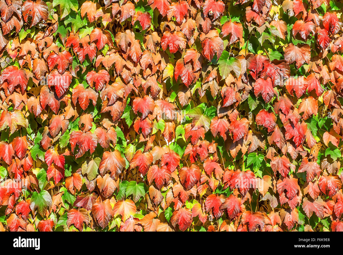 Autumn grapes leaves hi-res stock photography and images - Alamy