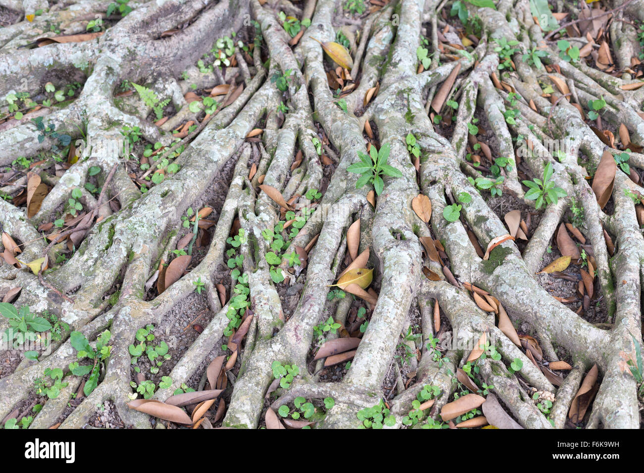 Banyan tree growth hi-res stock photography and images - Alamy