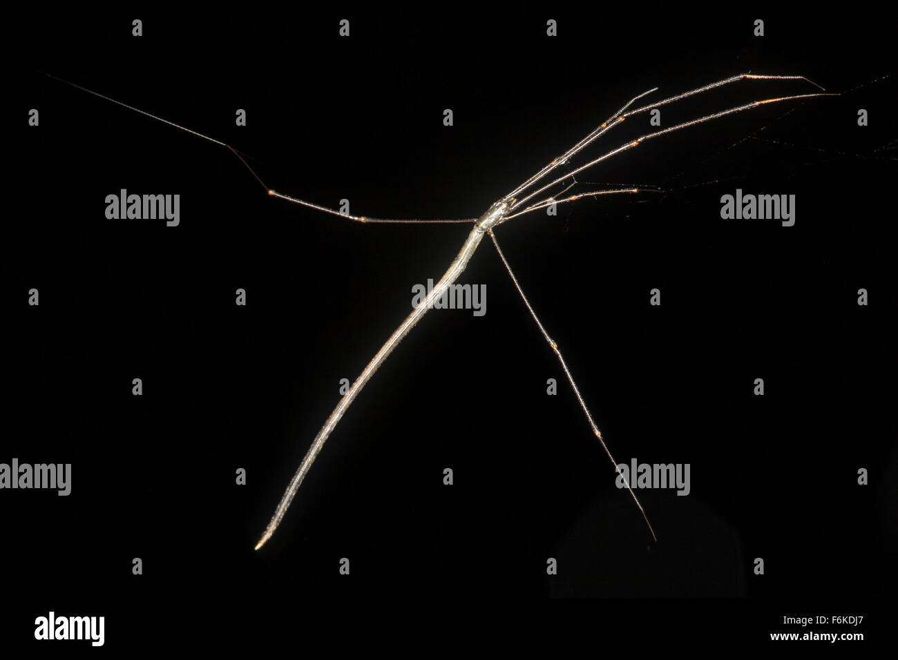 Whip spider hi-res stock photography and images - Alamy