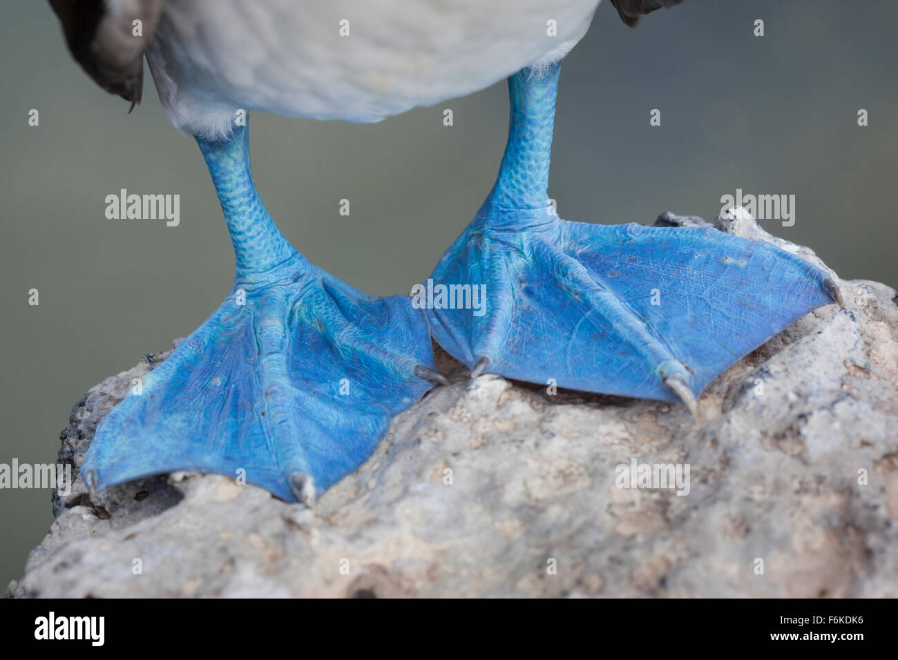 Blue footed booby bird feet hi-res stock photography and images - Alamy