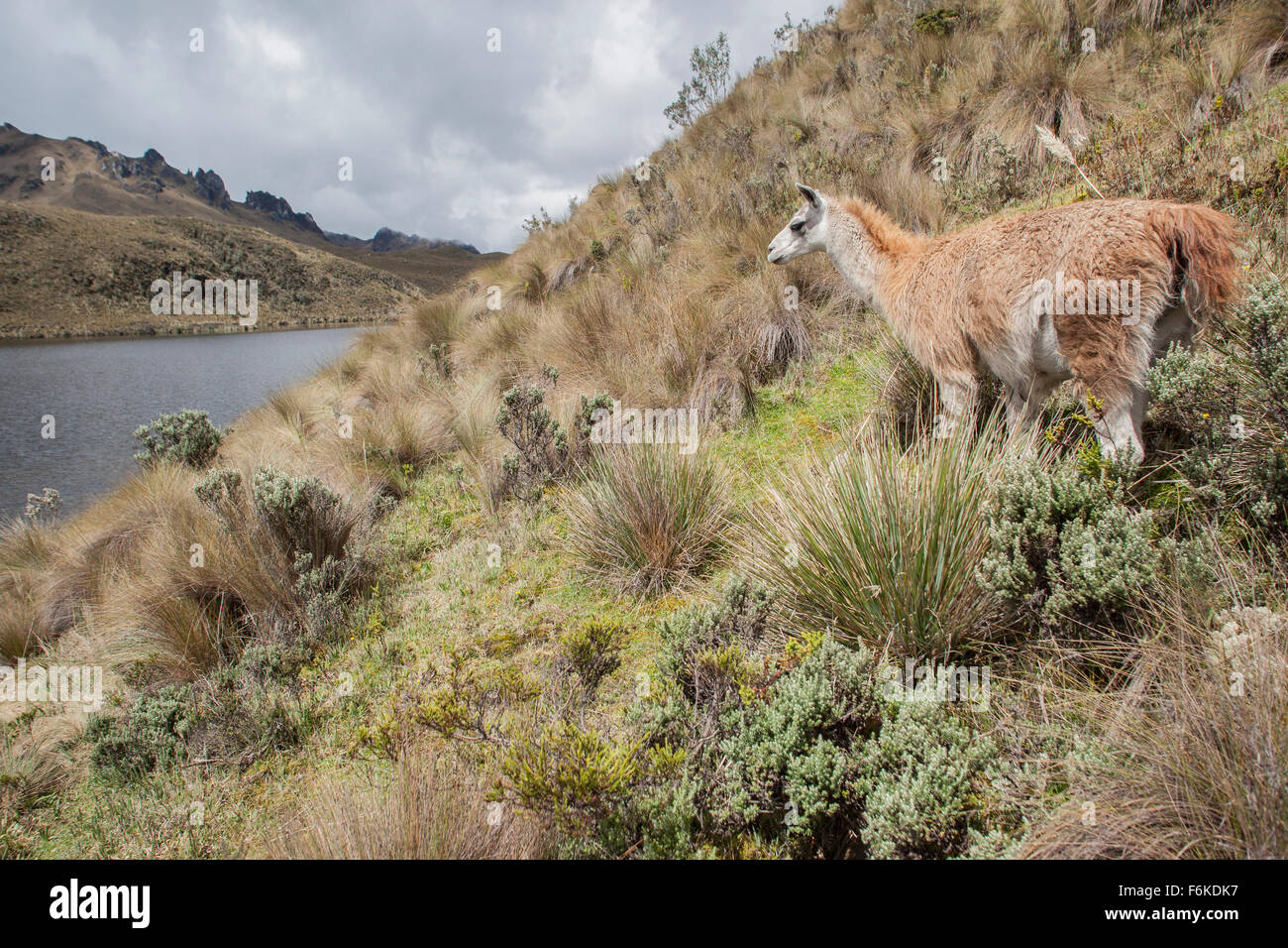 Llama andes hi-res stock photography and images - Alamy