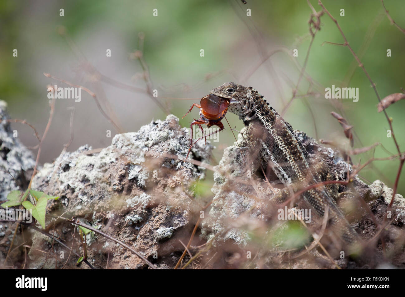 Galapagos lava lizard (Microlophus albemarlensis) eating a cockroach ...