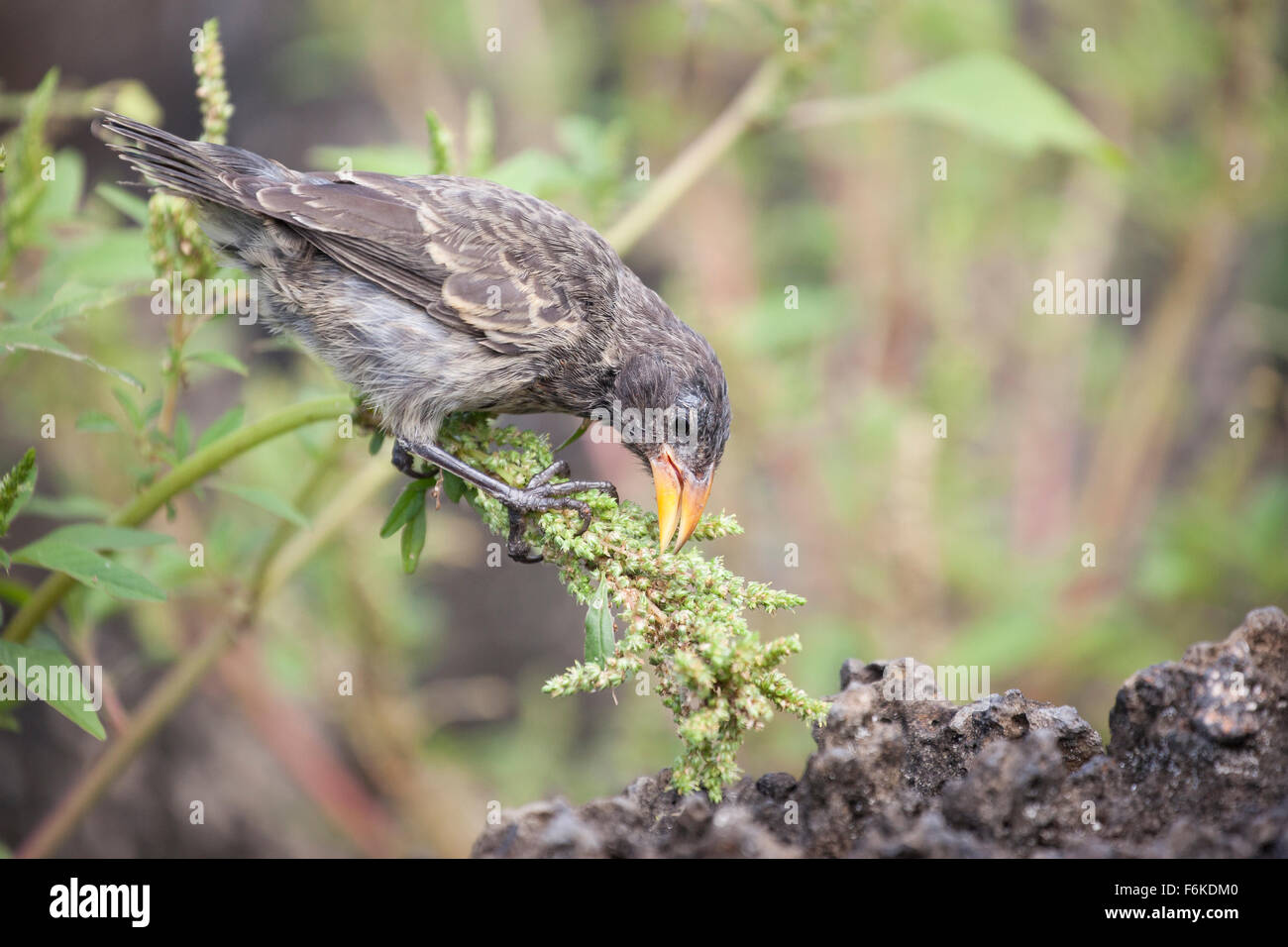 Galapagos cactus finch (Geospiza scandens intermedia) eating seeds ...